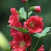 Mars Magic Light Red Hollyhock - Alcea Rosea Seeds - Perennial ...