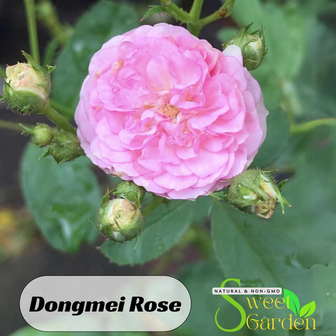 Dongmei Rose Seeds - Perennial - Authentic Seeds - Flowers - Easy to Grow - Climbing - Shrubs ...