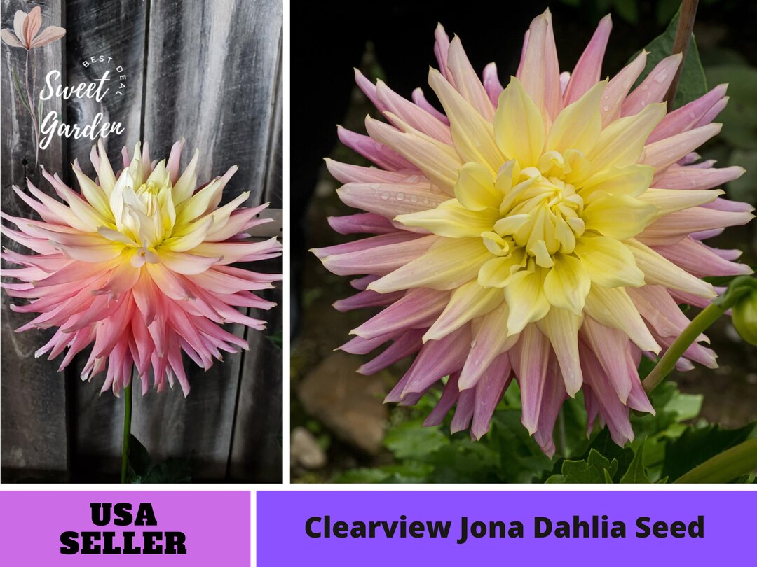 Clearview Jonas Dahlia Seeds perennial authentic Seeds-flowers organic ...