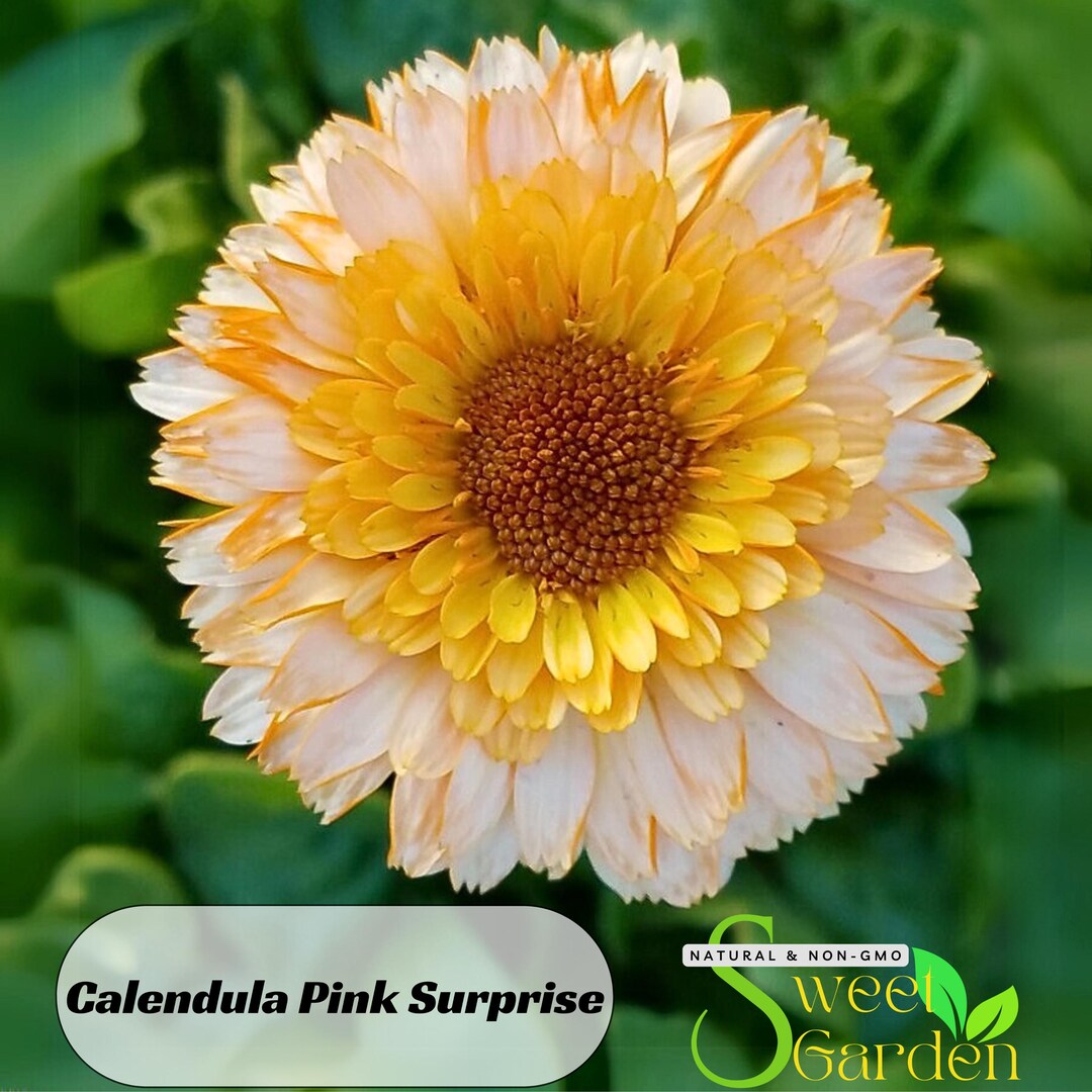 50s|pink Surprise Calendula Seeds - Annual - Easy to Grow - Calendula ...