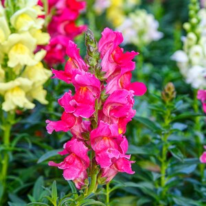 Dark Red Snapdragons Seeds - Cold Resistant - Attracts Pollinators ...