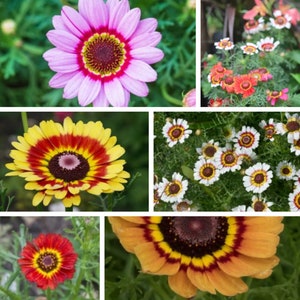 Painted Daisy Seeds - Perennial - Authentic Seeds - Daisy Flowers ...