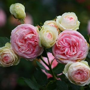 Dancing Rose Seeds - Perennial - Authentic Seeds - Flowers - Easy to ...
