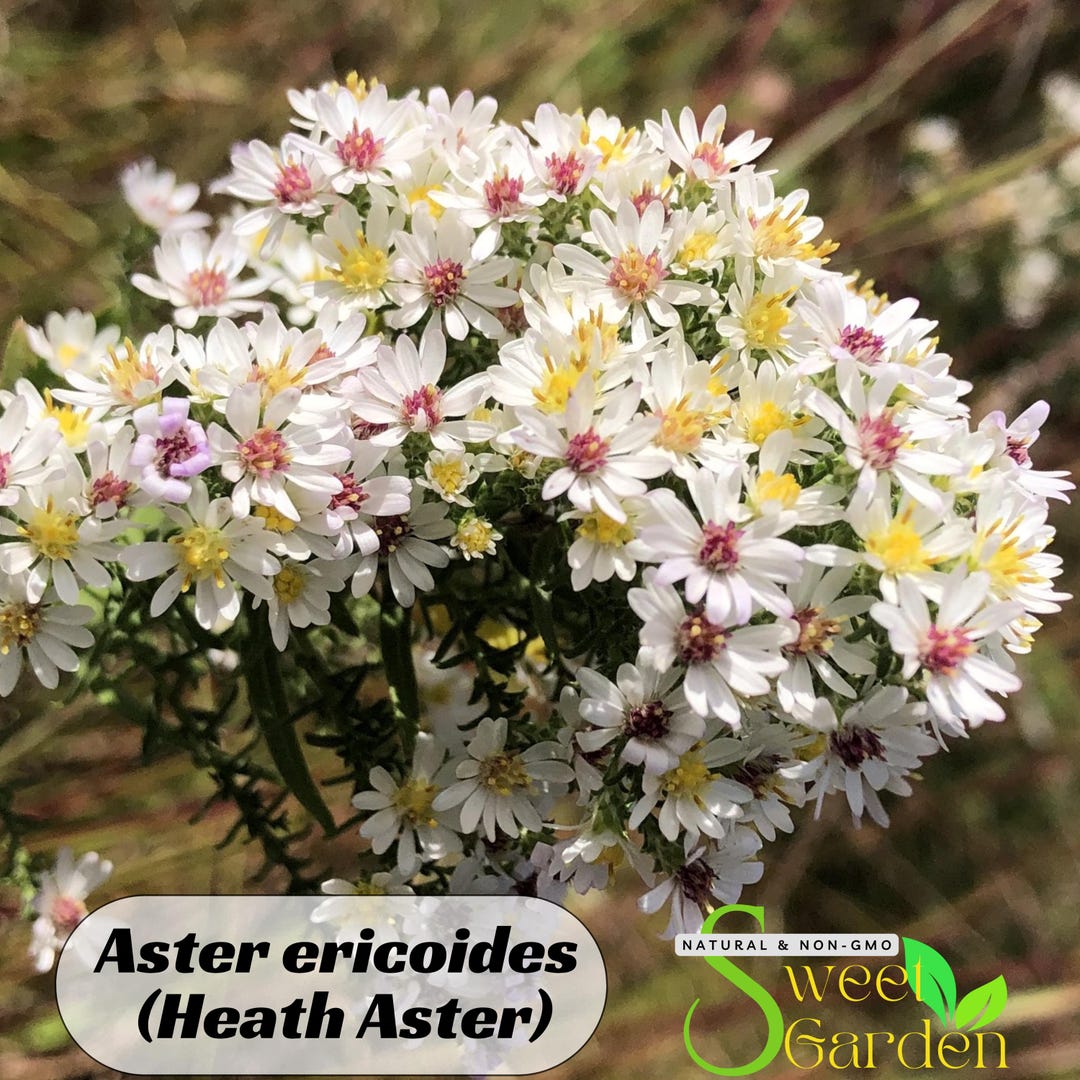 Aster Ericoides (heath Aster)- Perennial -authentic Seeds -vegetable ...