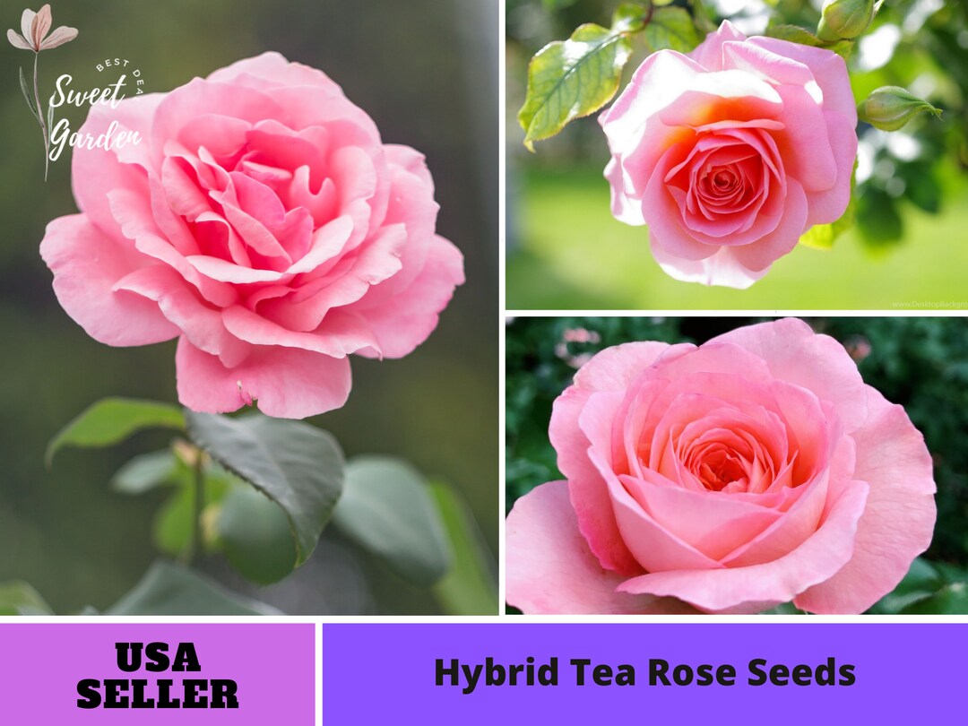 Pink Hybrid Tea Rose Rose Seeds Perennial Authentic Seeds Flowers Easy ...