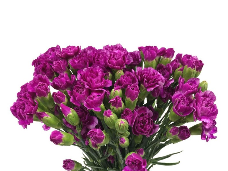 Violet White Purple Mini Carnation - Authentic Seeds - Dianthus ...