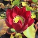 5+ Rare Seeds| Brilliant Red Happy Lover Lotus Seeds - Indian Lotus ...