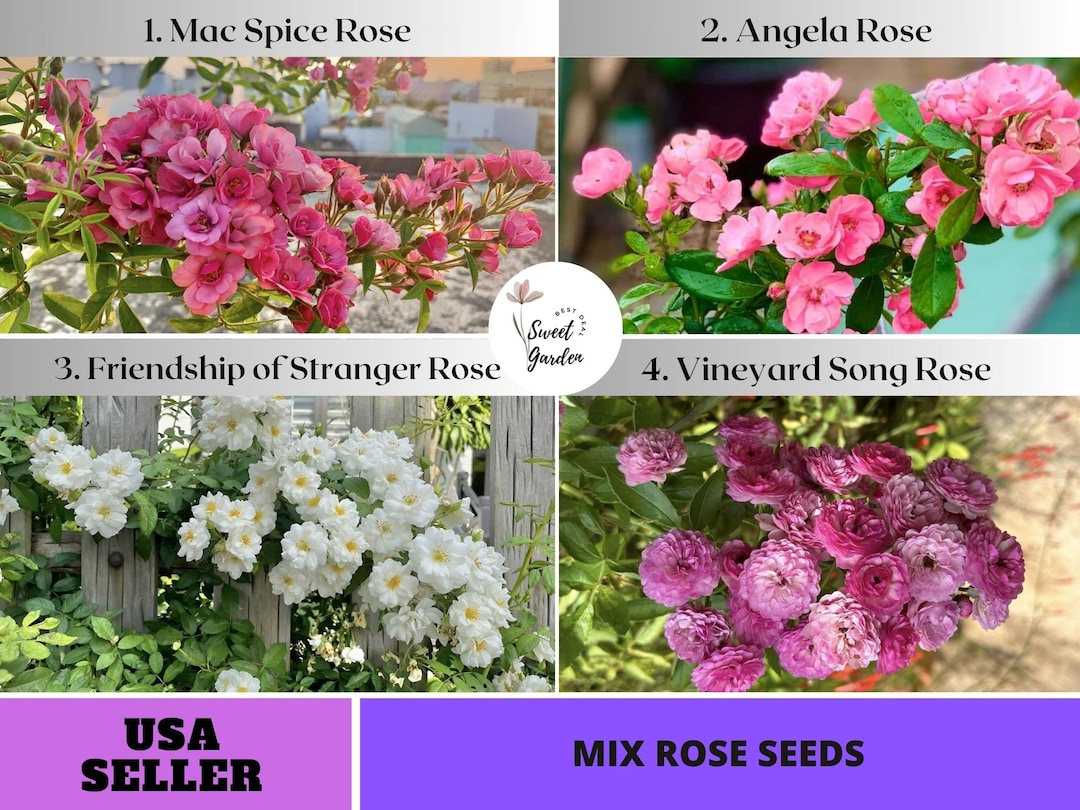 126+ Seeds | Mac Spice Rose - Angela Rose - Friendship of Stranger Rose ...