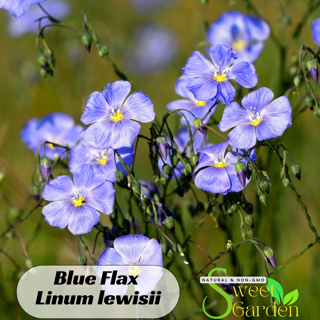Blue Flax Linum Lewisii - Perennial -authentic Seeds -vegetable Seeds ...