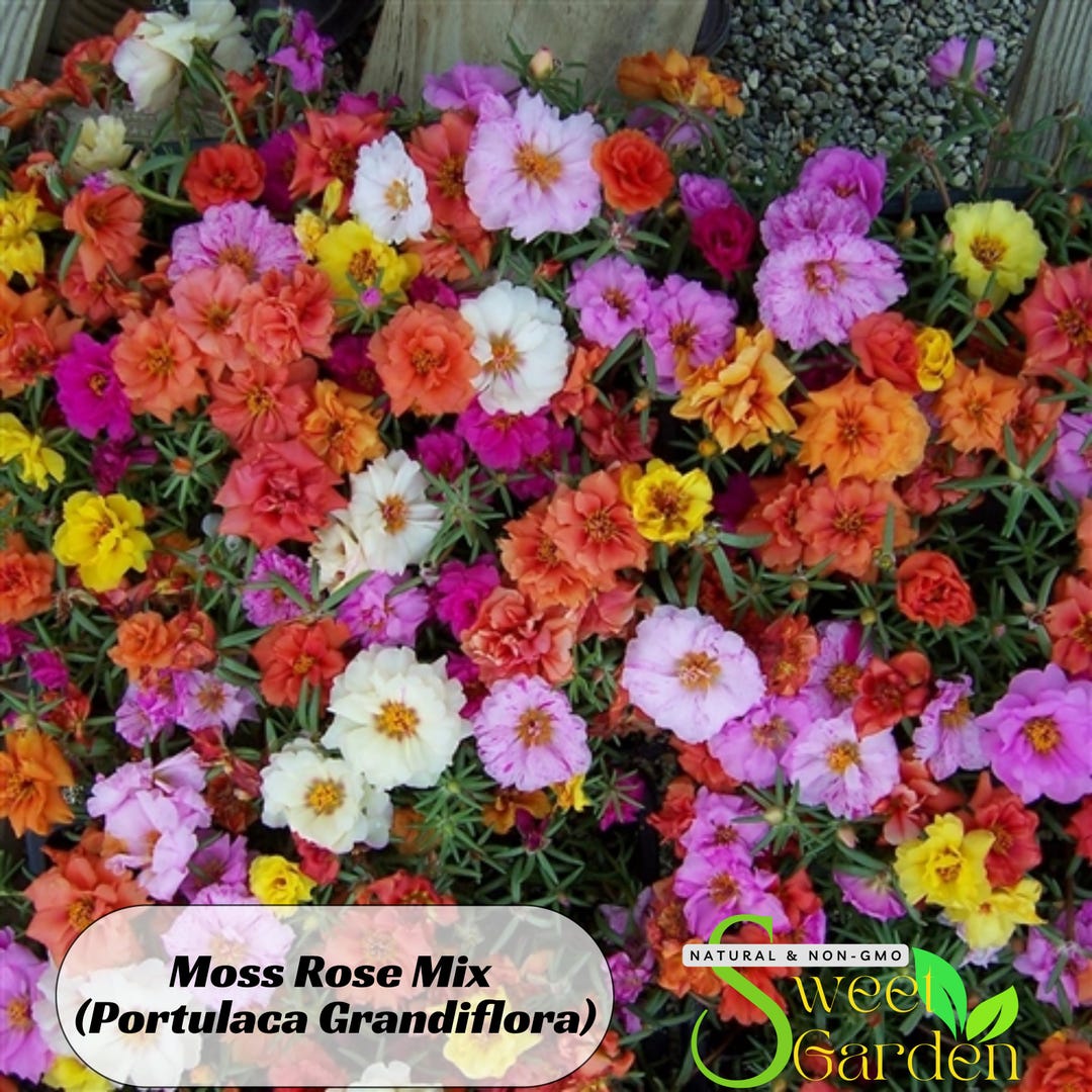 Moss Rose (portulaca Grandiflora Mix) Seeds - Purslanes Seeds ...