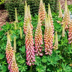 Lupinus ‘the Chatelaine’ (lupine) Seeds- Lupinus - Bluebonnet ...