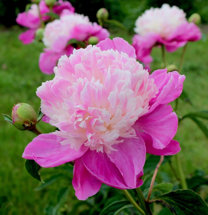 Gay Paree Peony Seeds | Heirloom Perennial Flowers (10+ Seeds) - Etsy