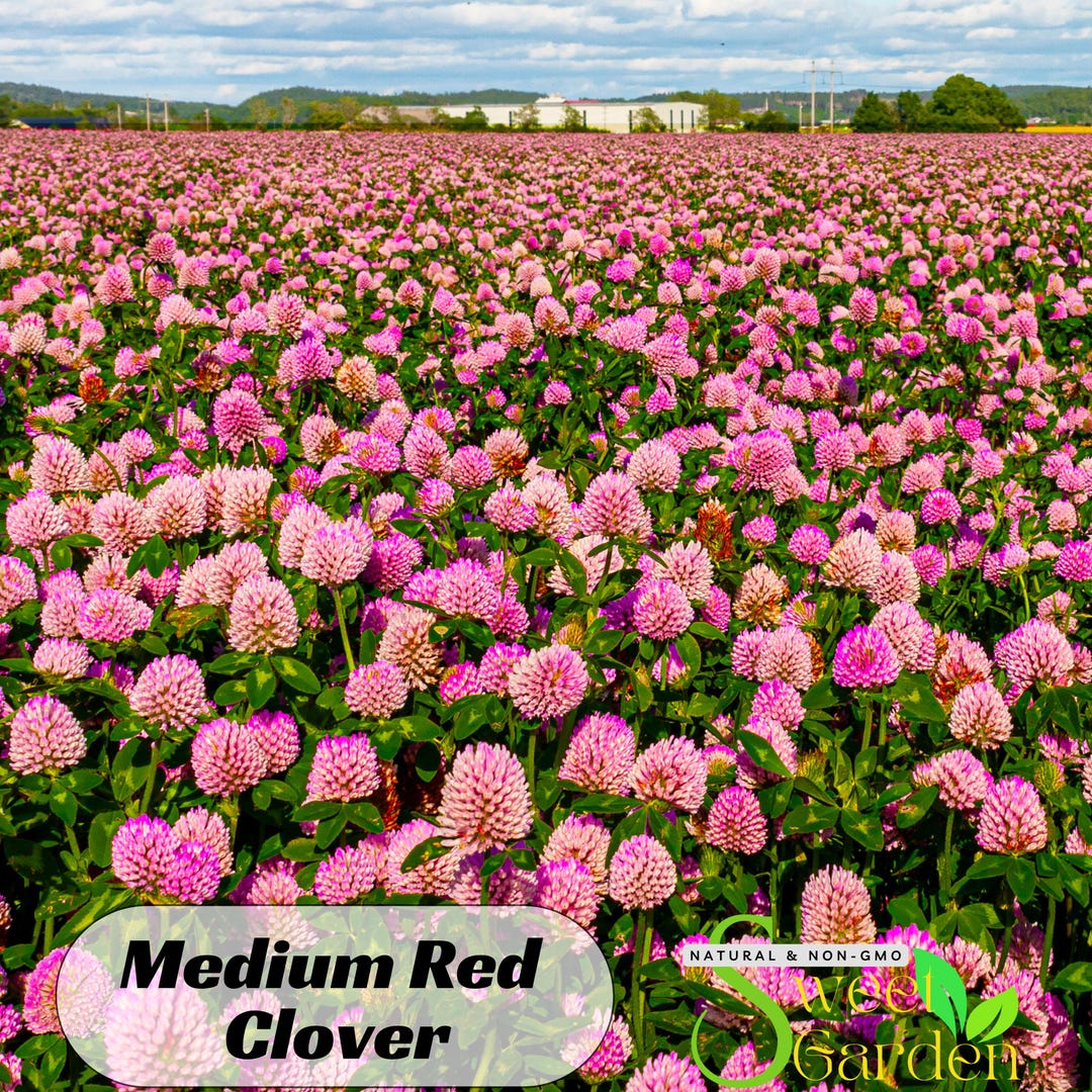 Medium Red Clover Seeds - Clover Planting - Authentic Seeds - Clover ...