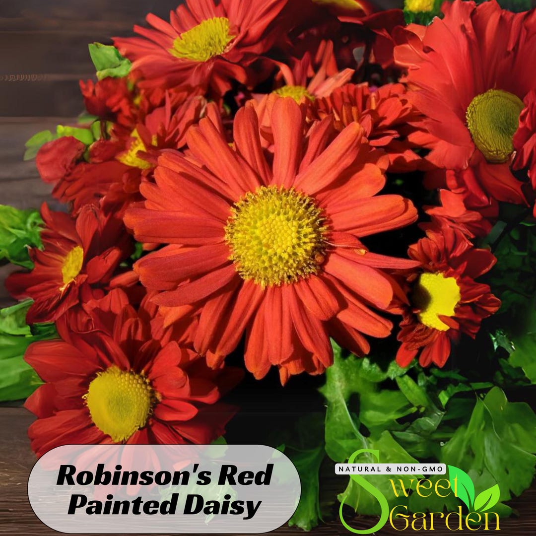 100s|robinson's Red Painted Daisy Seeds - Perennial - Authentic Seeds ...