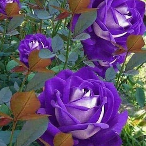 Purple Haze Rose Seeds Perennial Authentic Seeds Flowers Easy to Grow ...