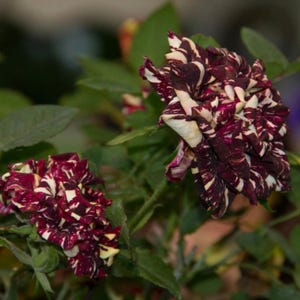Black Dragon Rose Seeds - Perennial - Authentic Seeds - Flowers - Easy ...