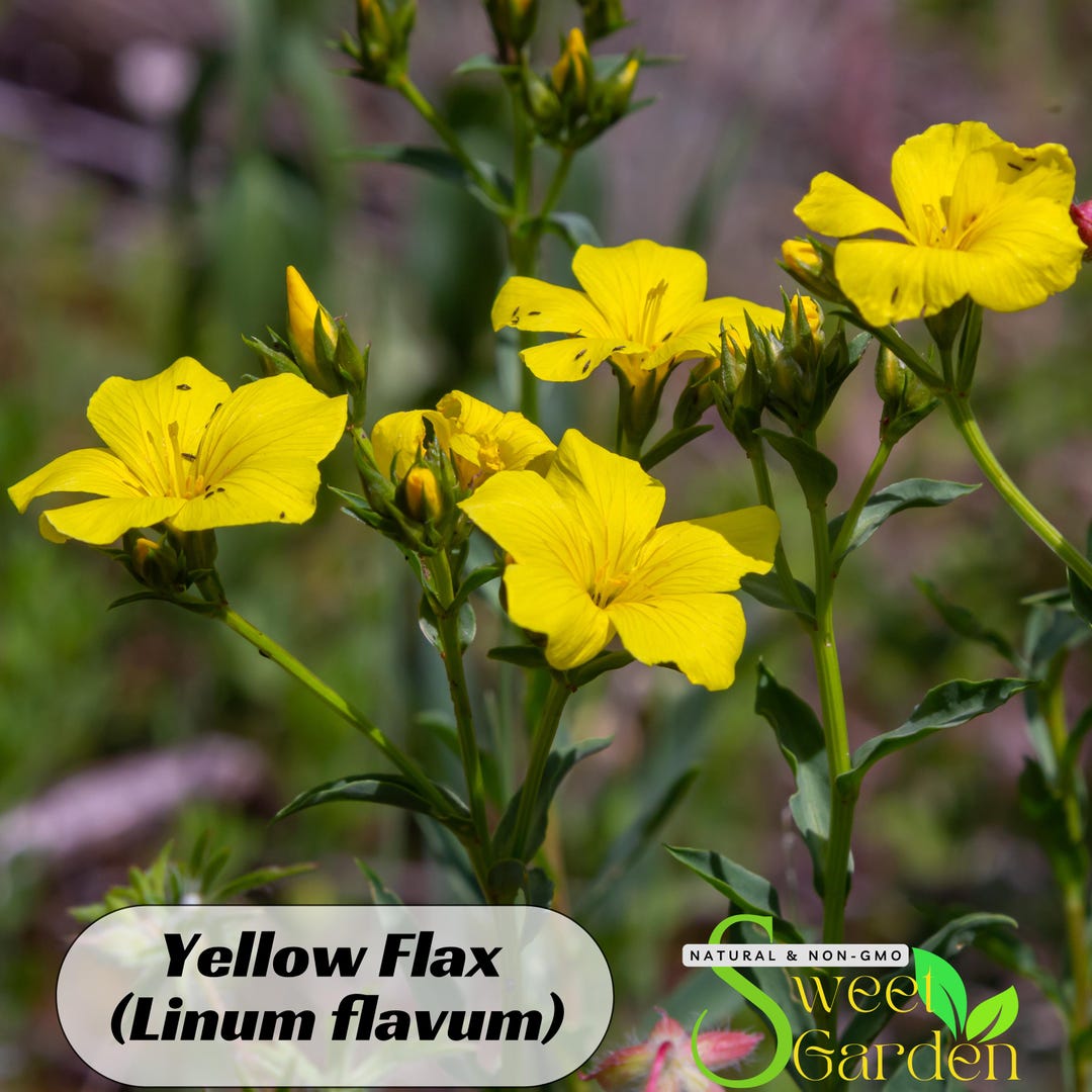 Yellow Flax (linum Flavum) - Perennial -authentic Seeds -vegetable ...
