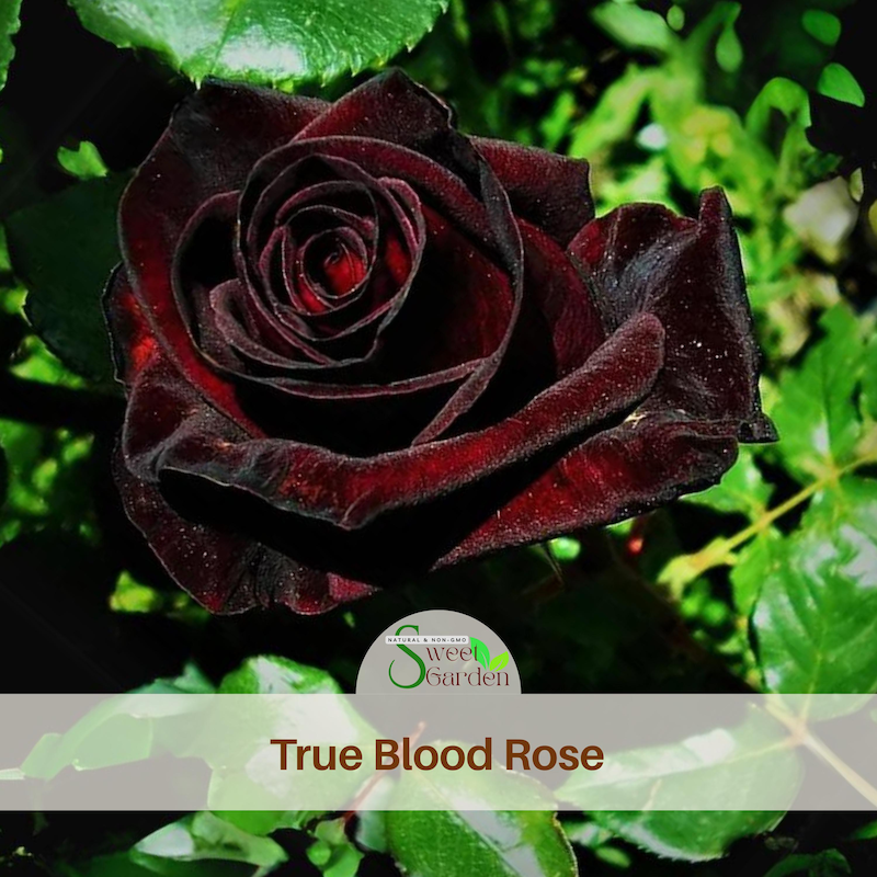 Rose Plant Black Red - Etsy