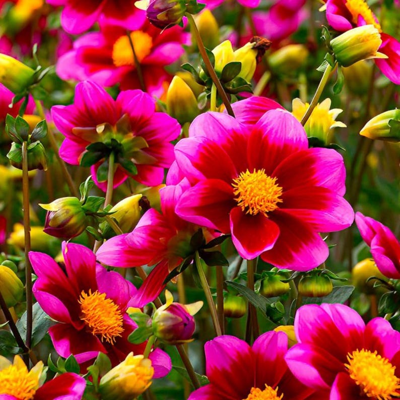 Bashful Dahlia Seeds - Perennial - Authentic Seeds - Flowers - Clumping ...