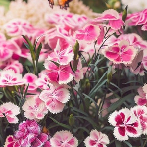 Cottage Pinks Carnations - Authentic Seeds - Dianthus Caryophyllus ...