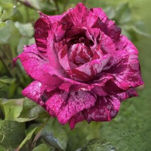 Tiger Stripes Rose Seeds - Perennial - Authentic Seeds - Flowers - Easy ...