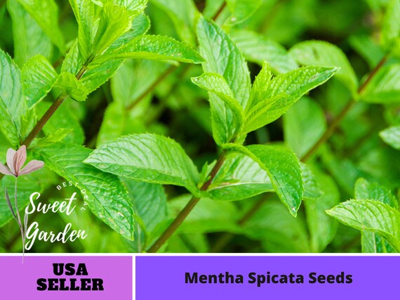 80 Seeds Mentha Spicata Seeds Authentic Seeds - Etsy