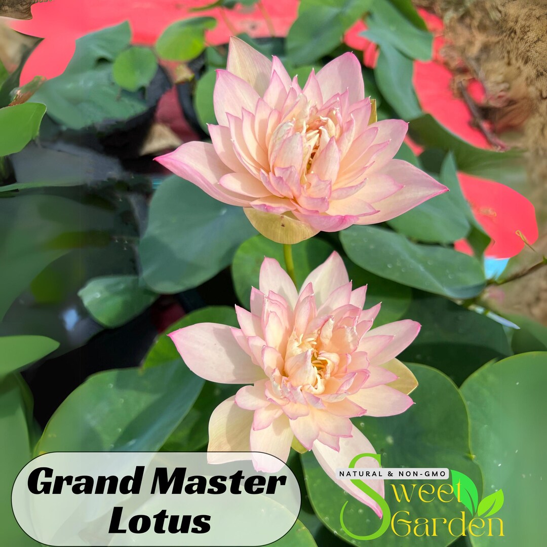 5 Rare Seeds Grand Master Lotus Seeds Indian Lotus nelumbo Nucifera ...