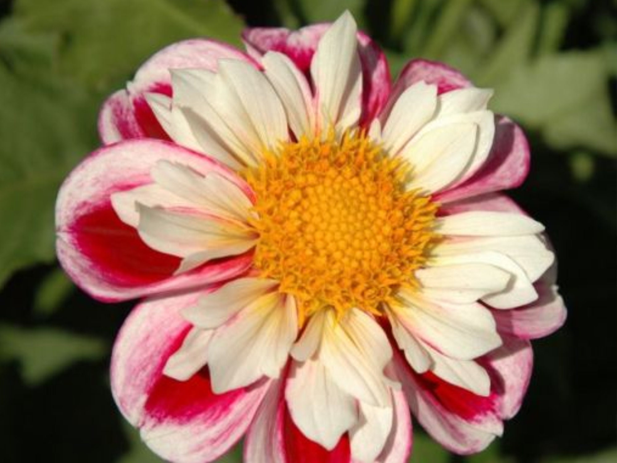 Bumble Rumble Dahlia Seeds - Perennial - Authentic Seeds - Flowers ...