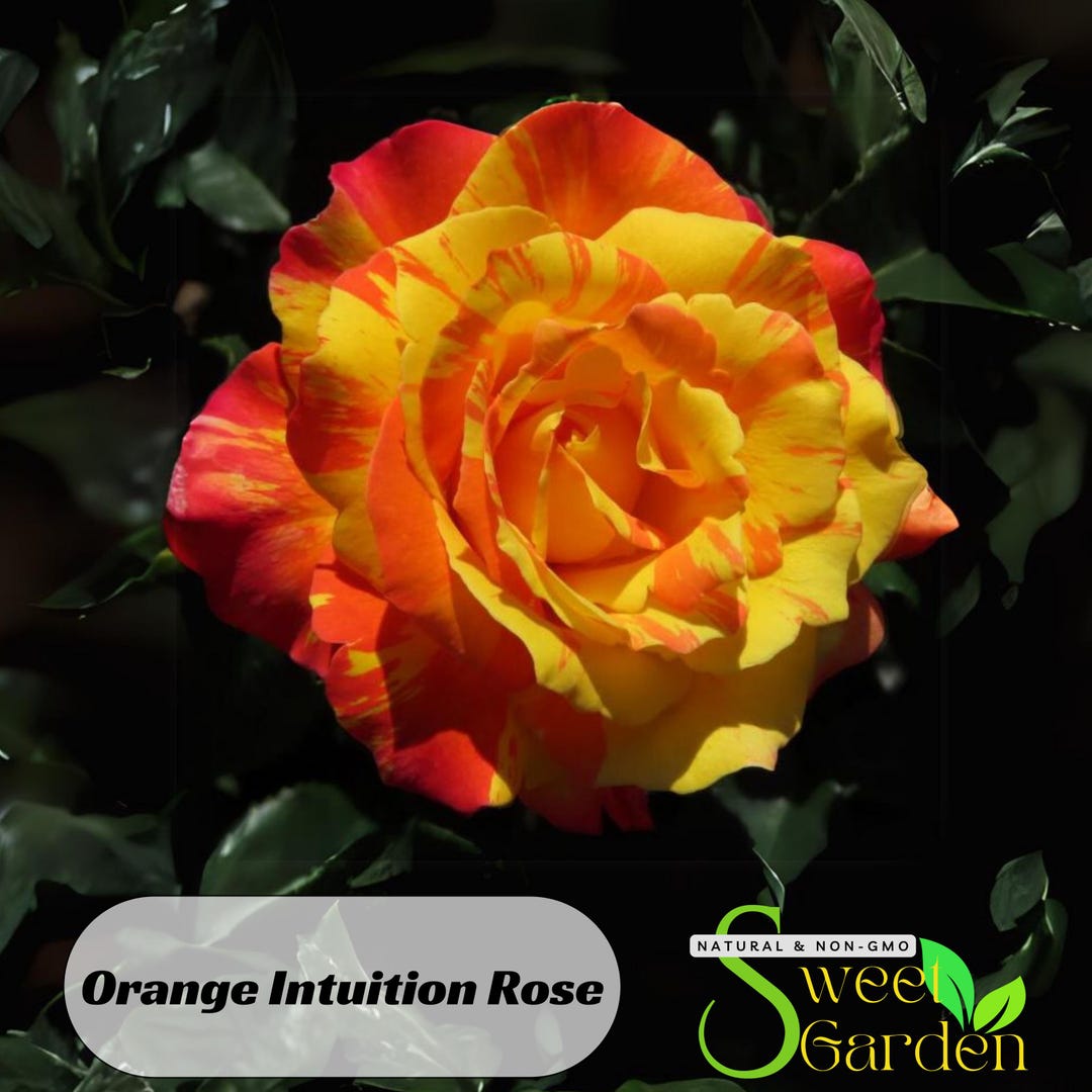 Orange Intuition Rose Seeds - Perennial - Authentic Seeds - Flowers ...