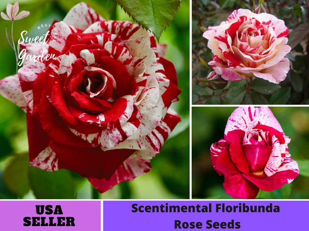Scentimental Rose Seeds-perennial authentic Seeds-flowers organic. Non ...