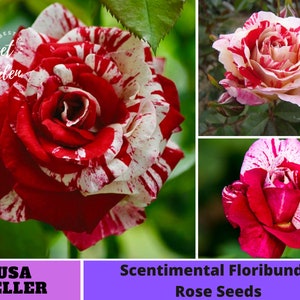 Scentimental Rose Seeds-perennial authentic Seeds-flowers organic. Non ...