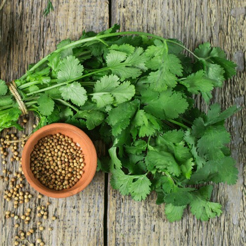 110 Seeds Cilantro Seeds-perennial authentic Seeds-flowers - Etsy
