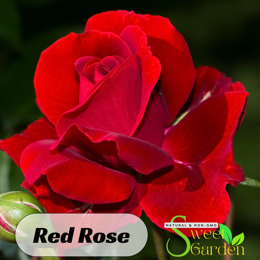 Red Rose Seeds - Perennial - Authentic Seeds - Flowers - Easy to Grow ...