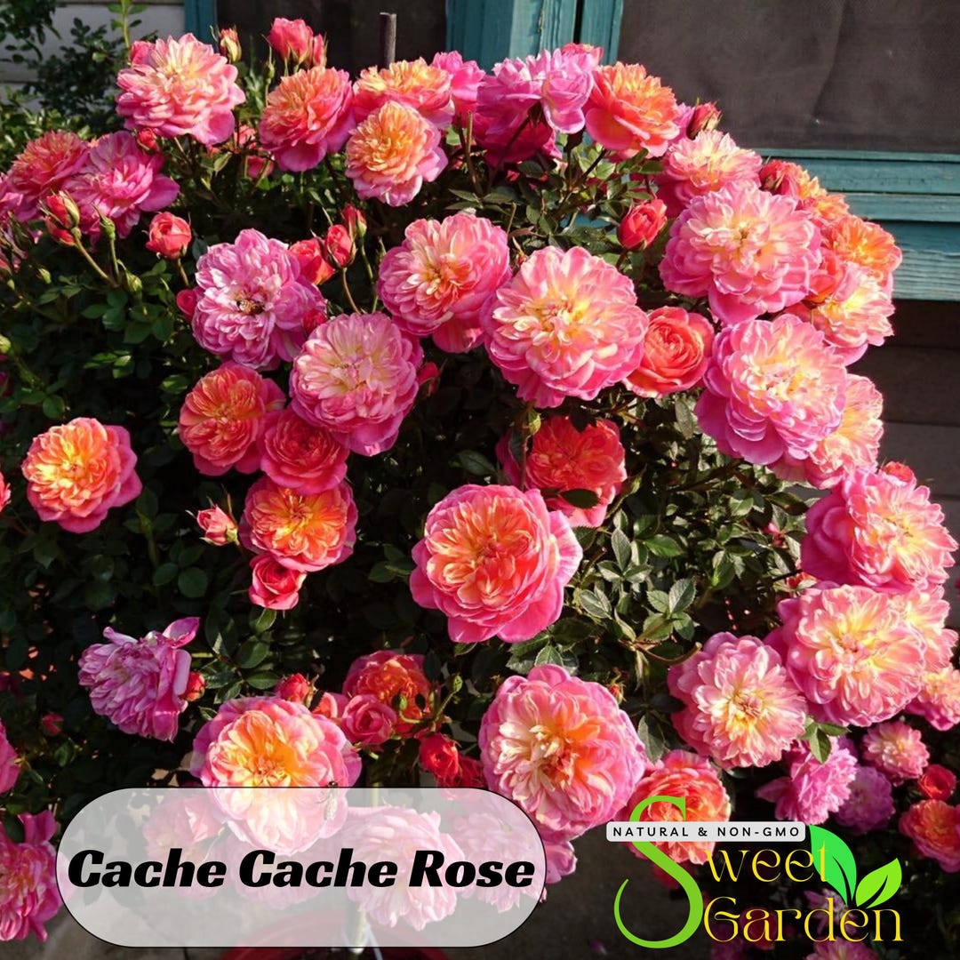 Cache Cache Rose Seeds - Perennial - Authentic Seeds - Flowers - Easy ...