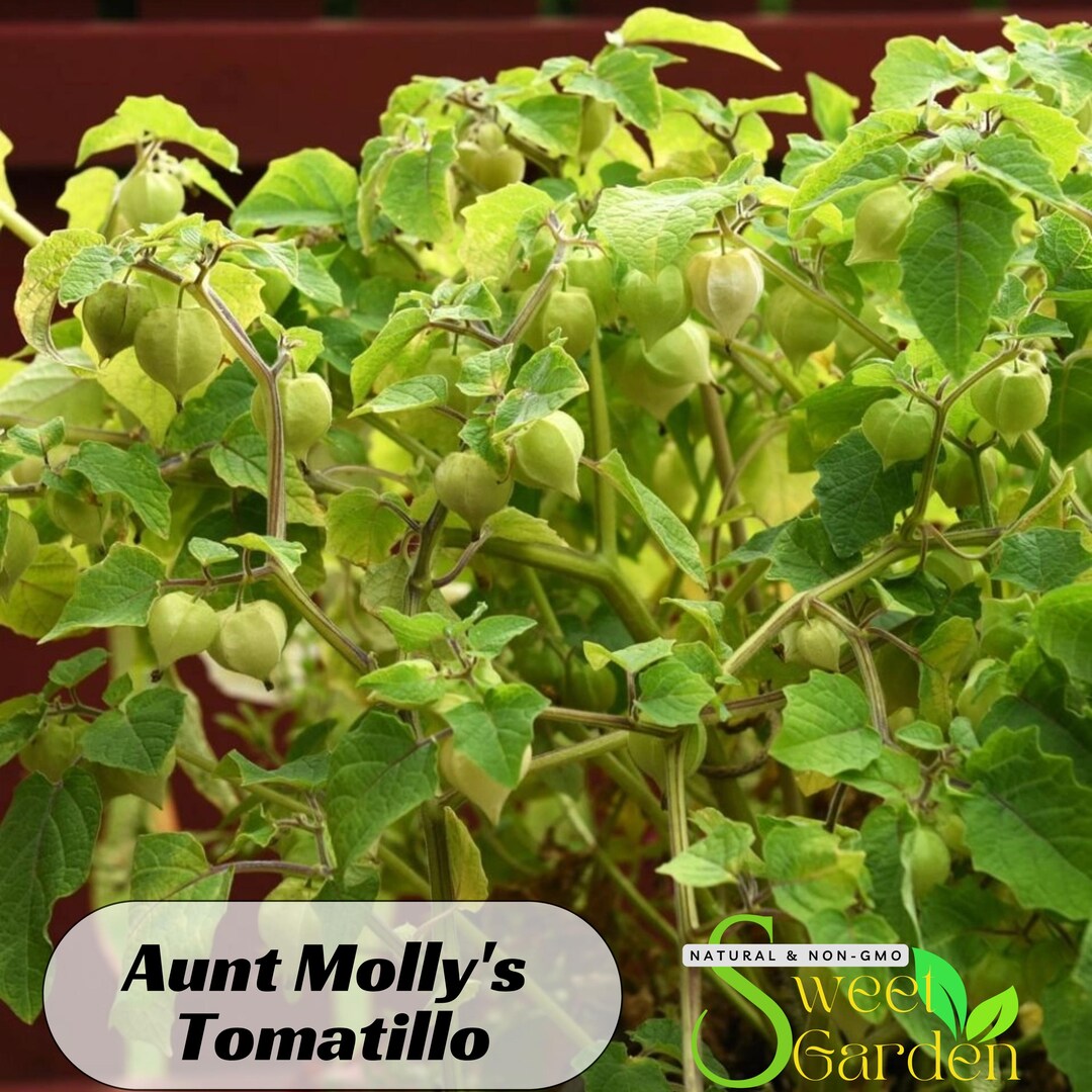Aunt Molly's Tomatillo Seeds-perennial -authentic Seeds -vegetable ...