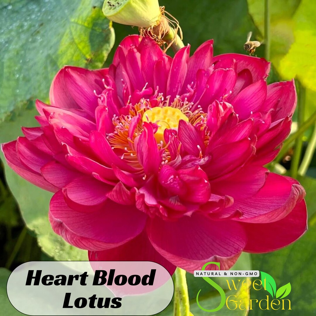5+ Rare Seeds| Heart Blood Lotus Seeds - Indian Lotus (nelumbo Nucifera ...