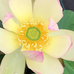 5 Rare Seeds Sunrise Brocade Lotus Seeds Indian Lotus nelumbo Nucifera ...