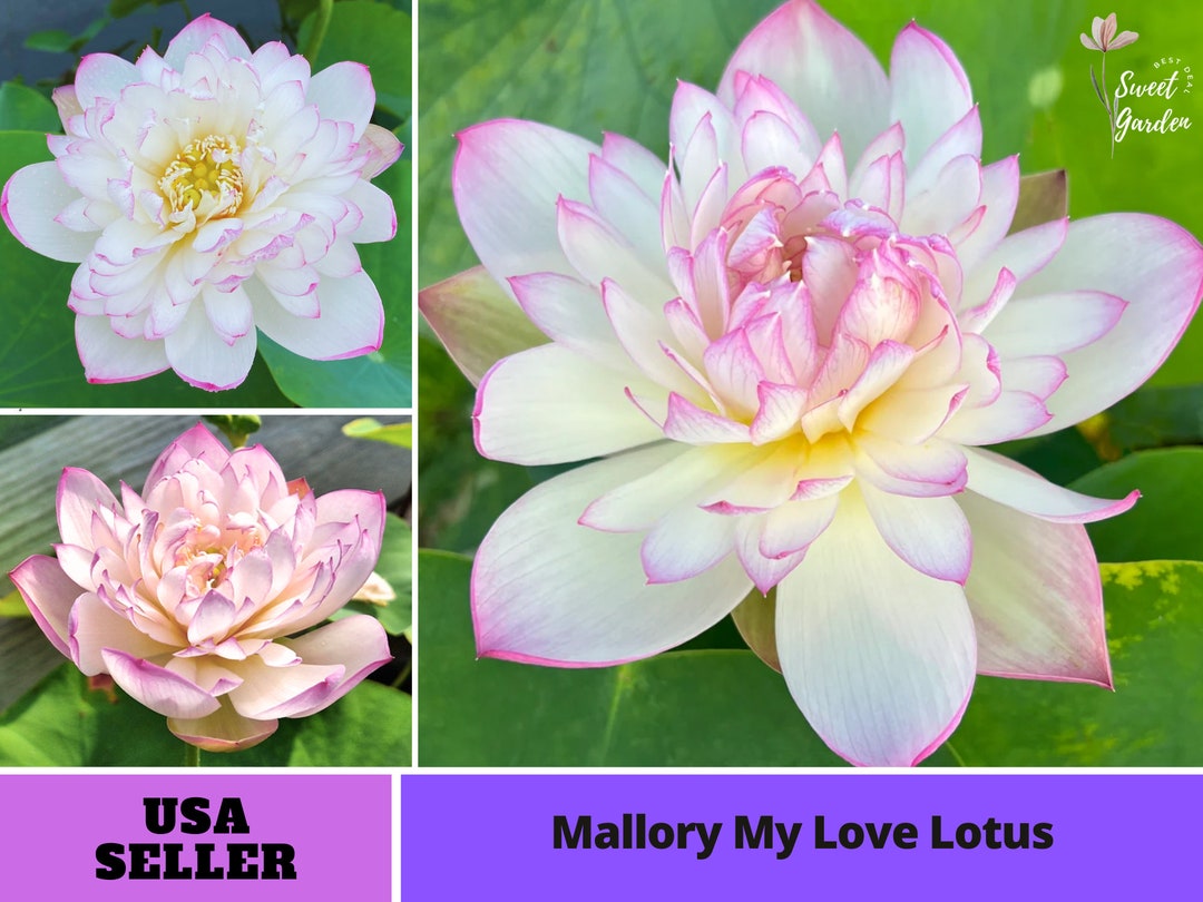 5 Rare Seeds Mallory My Love Lotus Seeds Indian Lotus nelumbo Nucifera Seeds Flower Seeds B3G1 ...