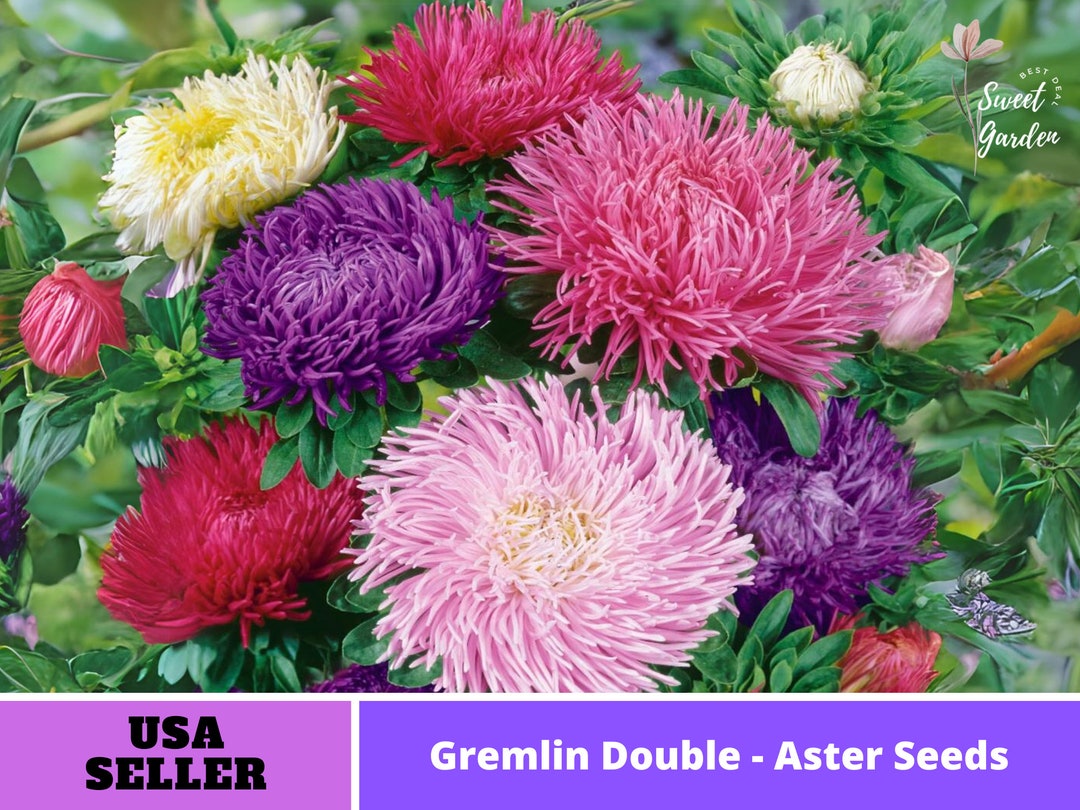 Aster Seeds Gremlin Double Perennial authentic Seeds vegetable Seeds ...