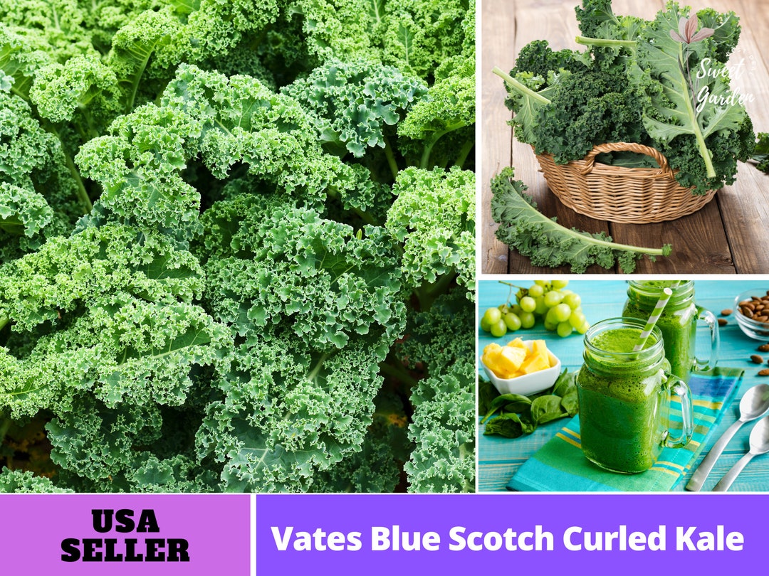 Kale Seeds-perennial-authentic Seeds-flowers organic. Non GMO vegetable ...