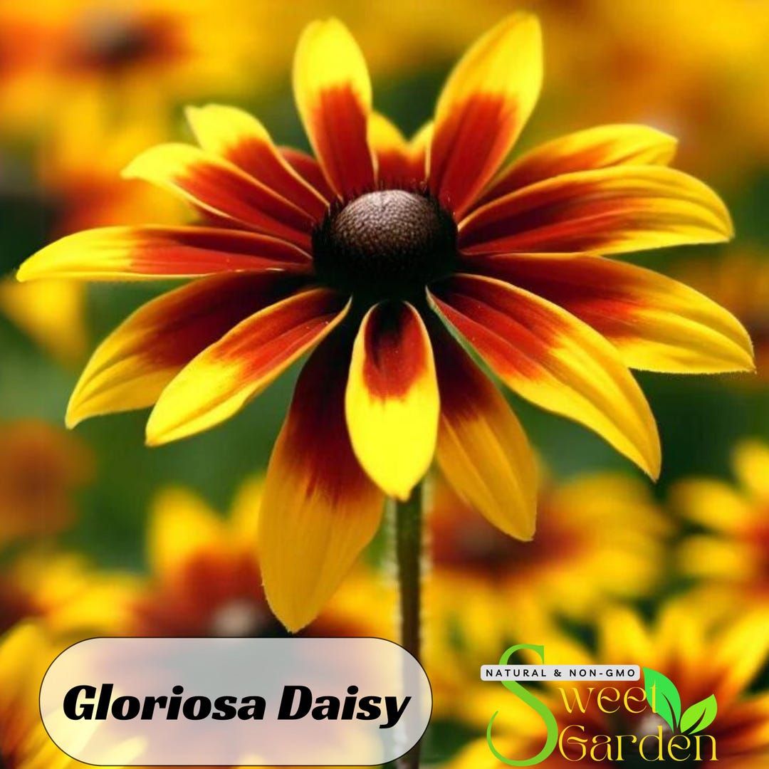 Gloriosa Daisy Flower Seeds - Perennial - Authentic Seeds - Daisy ...