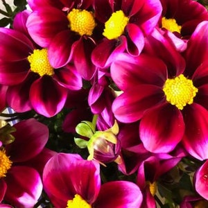 Bashful Dahlia Seeds - Perennial - Authentic Seeds - Flowers - Clumping ...