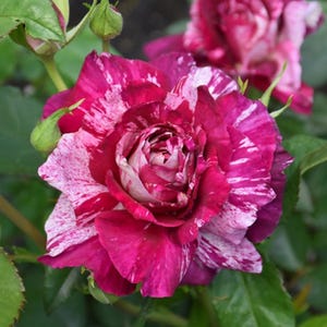 Tiger Stripes Rose Seeds - Perennial - Authentic Seeds - Flowers - Easy ...