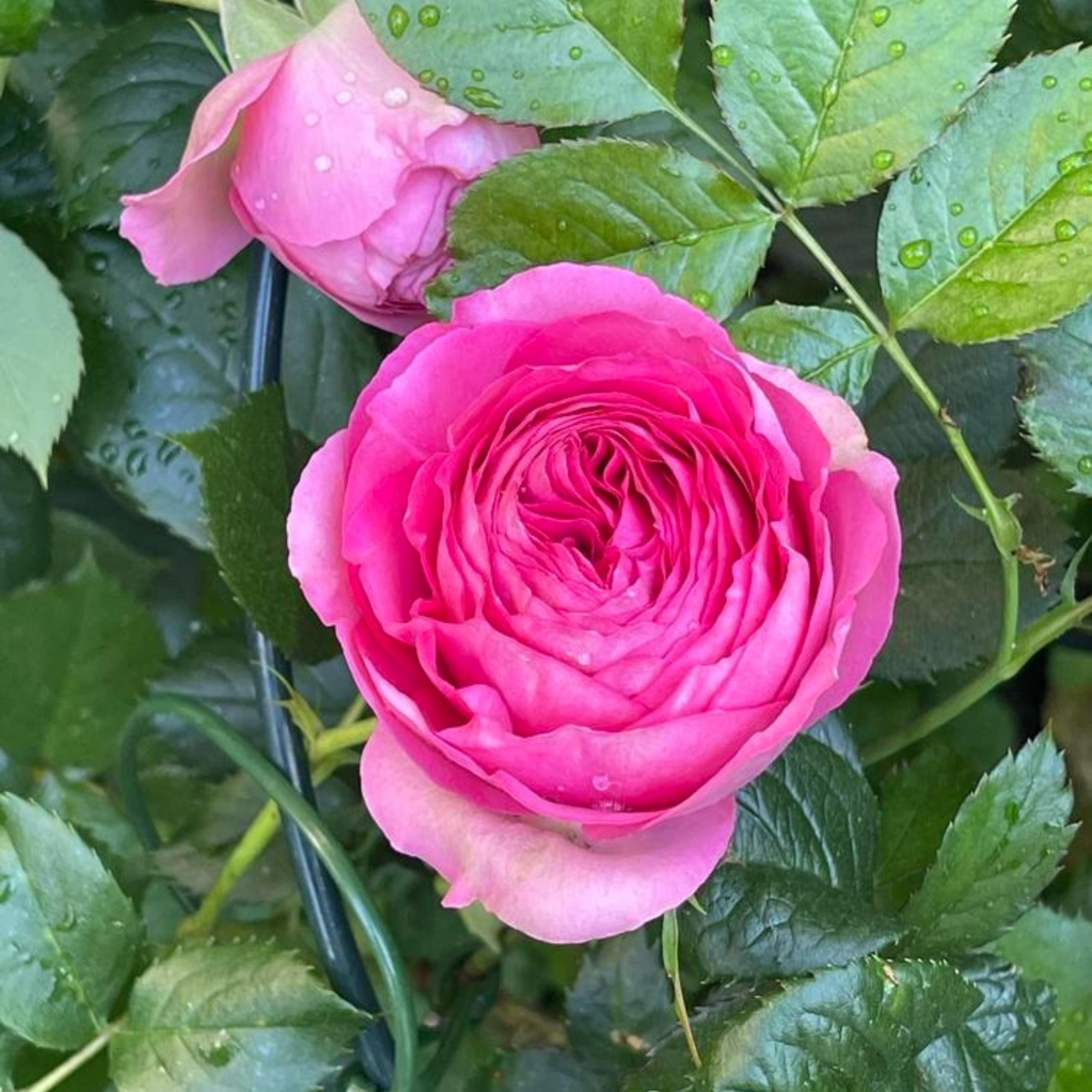 Pretty in Pink Climbing Rose Seeds - Perennial - Authentic Seeds ...