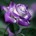 Purple Haze Rose Seeds - Authentic Perennial Climbing Flowers - Etsy