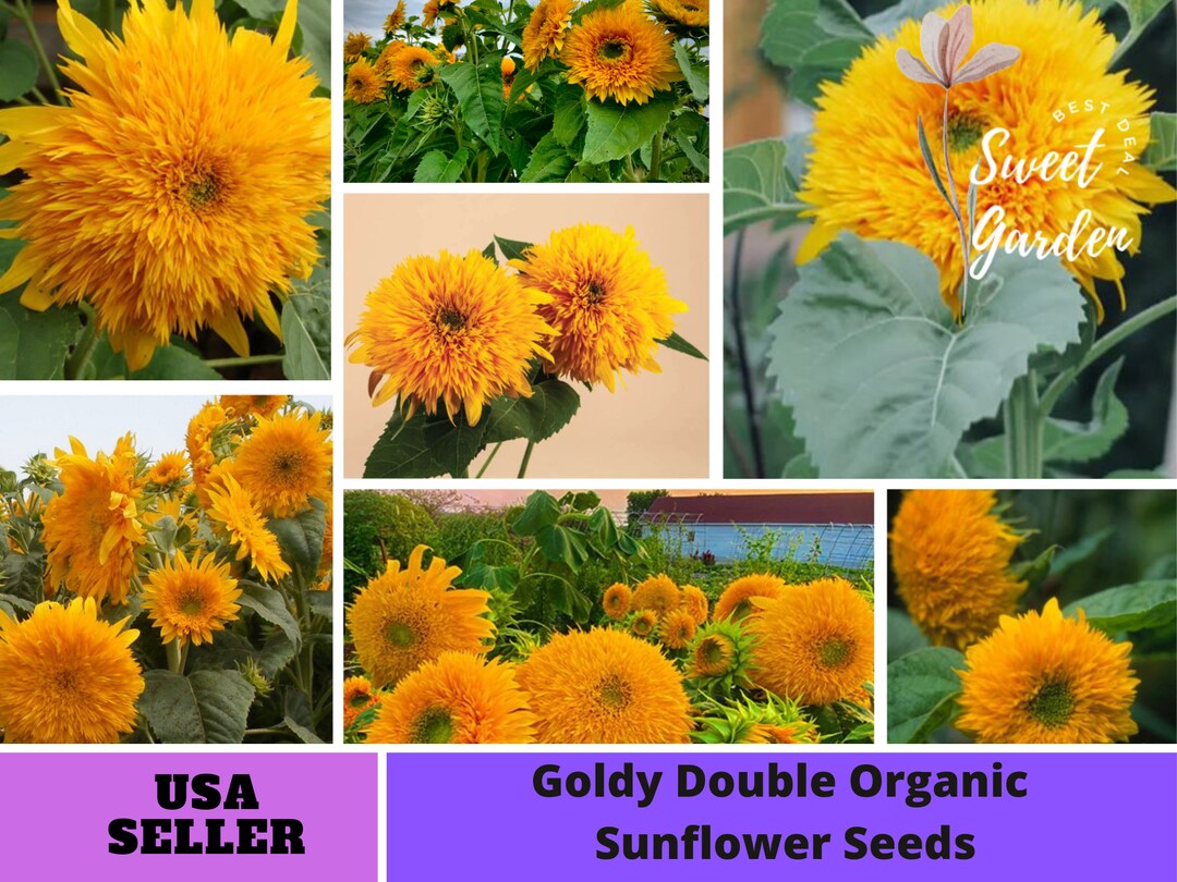 25 Seeds Yellow Sunflower Seeds-perennial authentic - Etsy