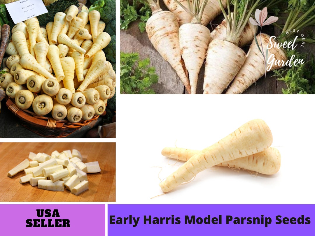 210 Seeds Early Harris Model Parsnip Seeds perennial authentic Seeds ...