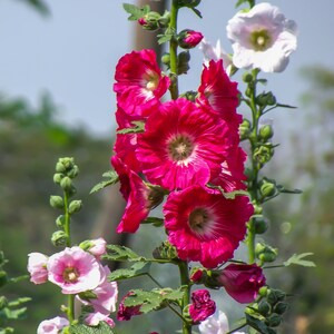 Mars Magic Light Red Hollyhock - Alcea Rosea Seeds - Perennial ...