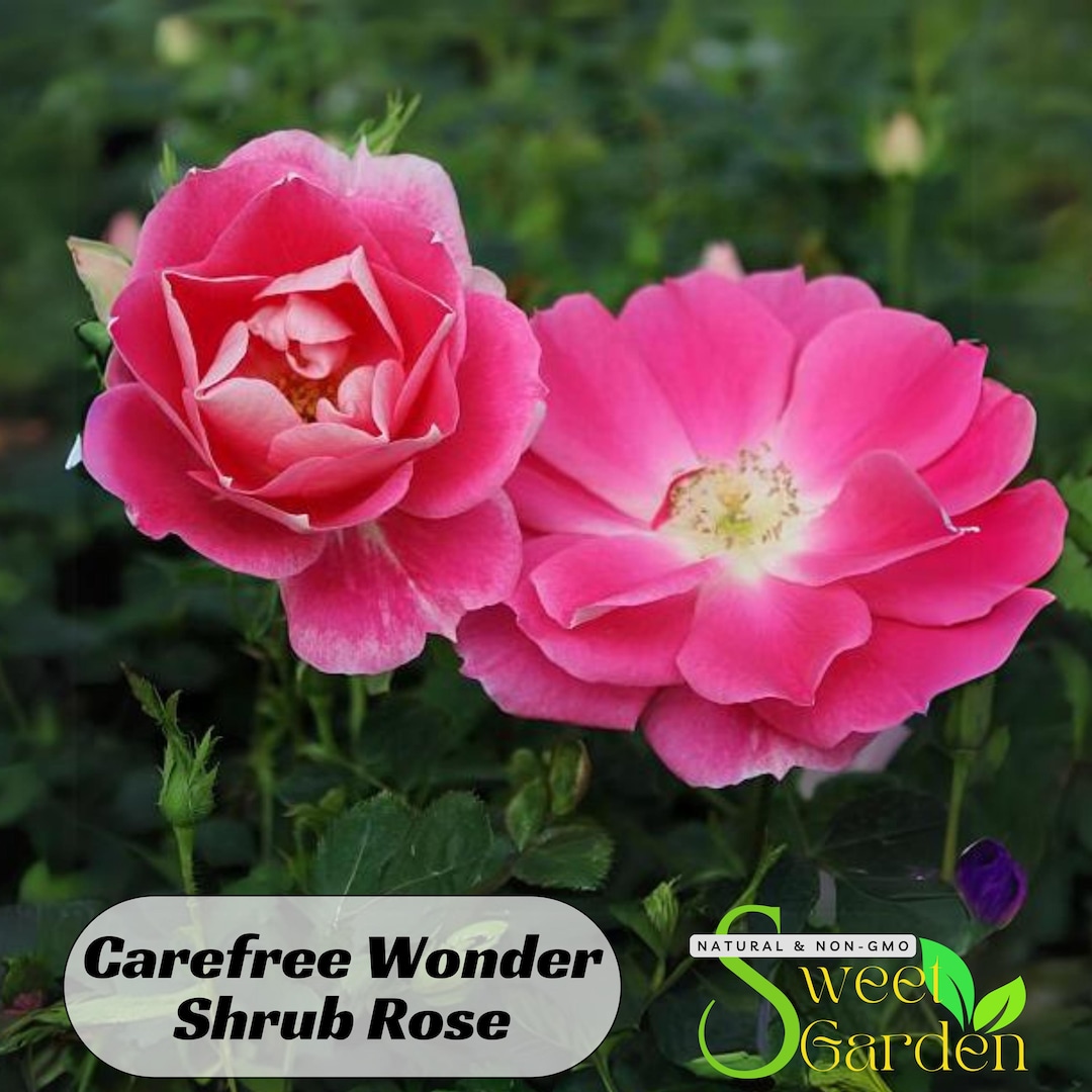 Award Winning Carefree Wonder Rose Seed- Perennial - Authentic Seeds ...