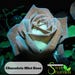 Monalisa Rose Seeds Perennial Authentic Seeds Flowers Easy to Grow ...